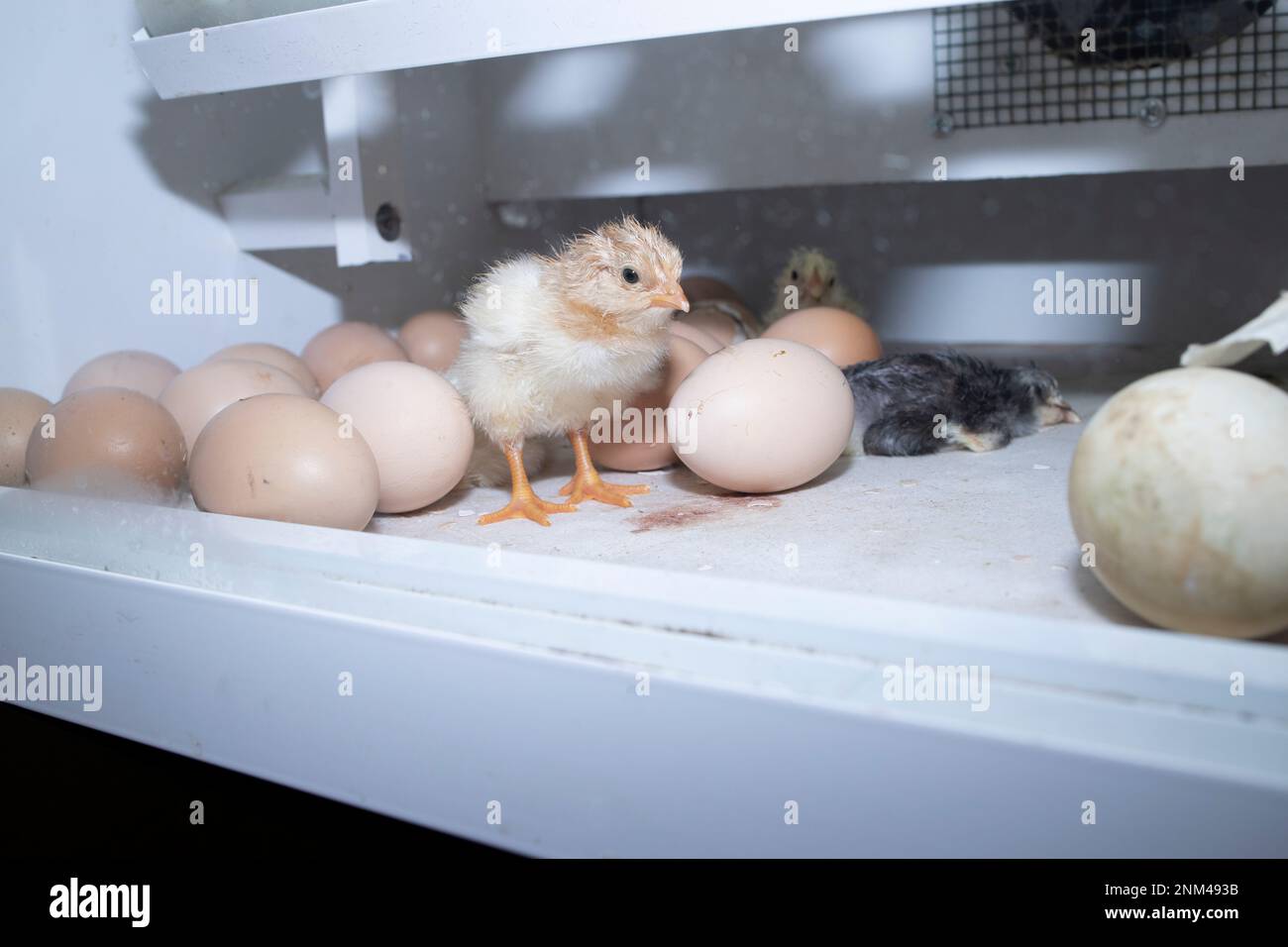 poussins nouvellement nés dans l'incubateur. un poussin noir et deux ...