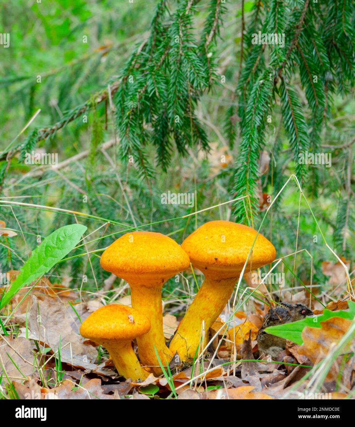 Champignons orange jaune Banque de photographies et d’images à haute ...