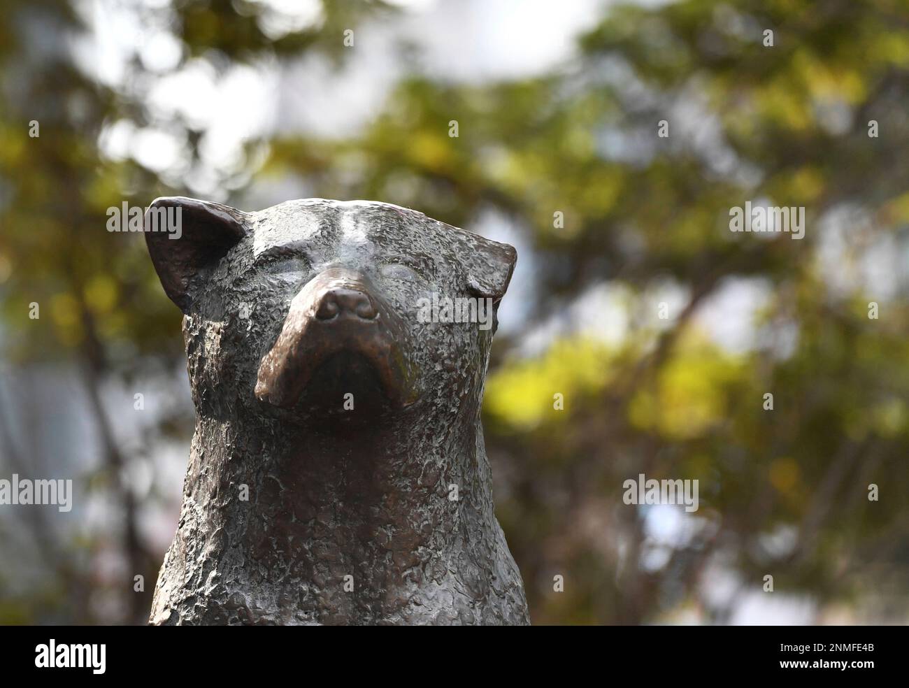 A picture shows a statue of Chuken Hachiko (Hachi the loyal dog) near ...