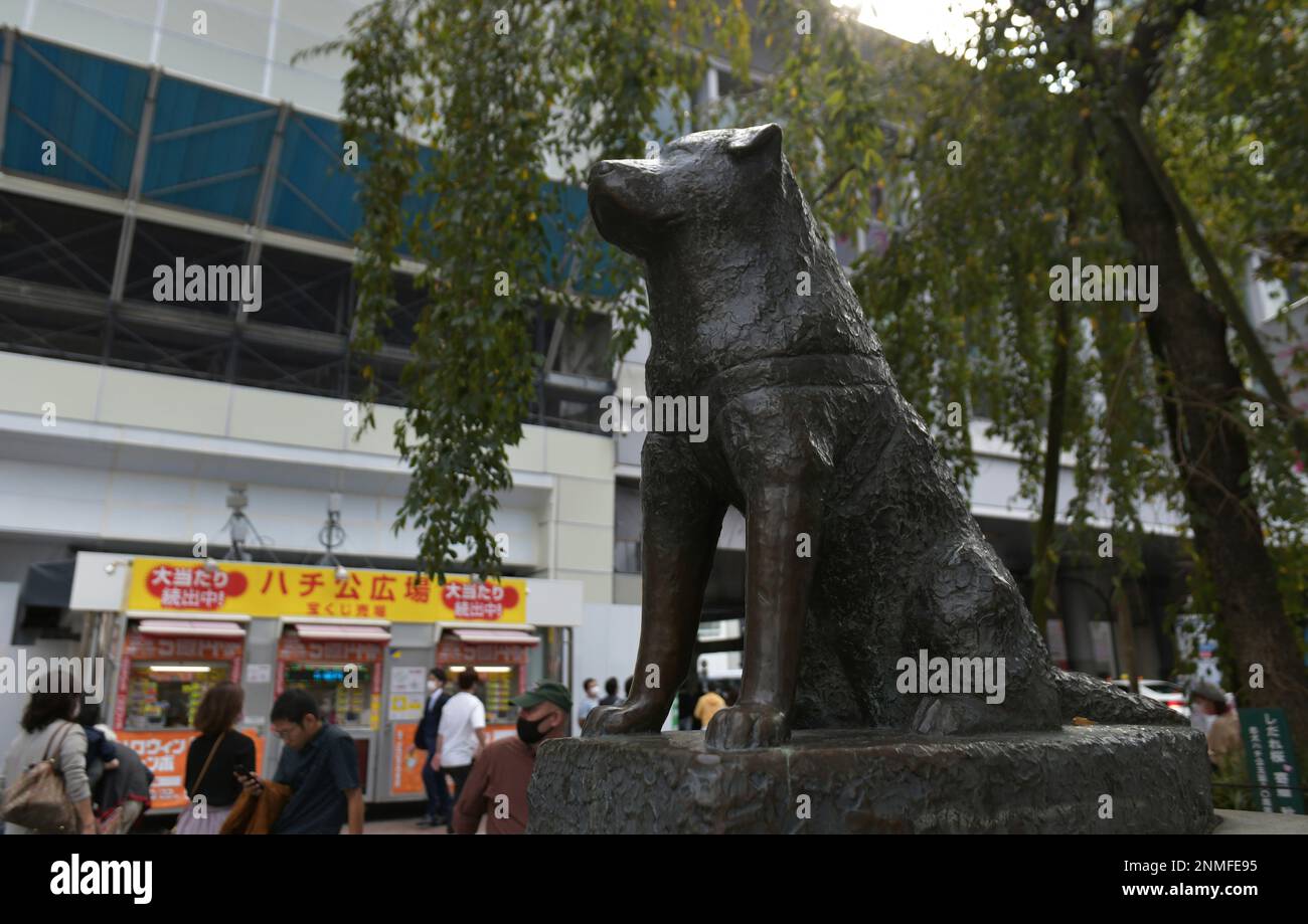 A picture shows a statue of Chuken Hachiko (Hachi the loyal dog) near ...