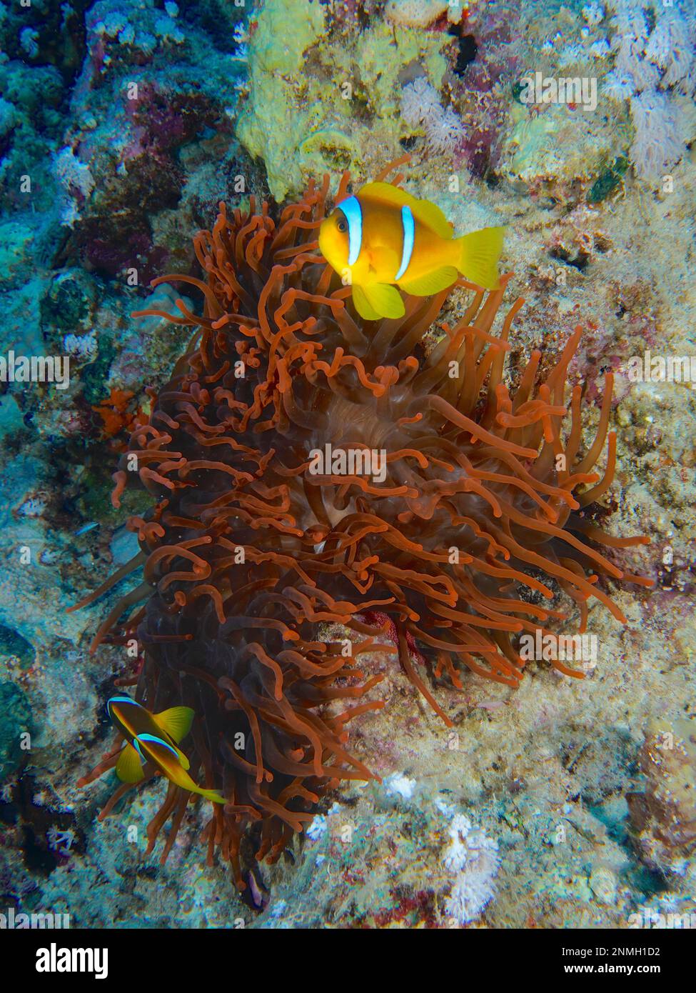 Anémone fluorescent à bout de bulle (Entacmaea quadricolor) habitée par ...