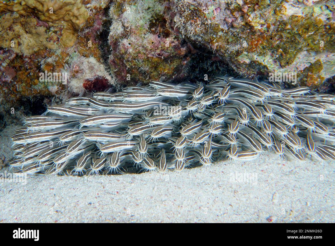 École, Groupe de poissons-chats à anguilles rayées (Plotosus lineatus ...