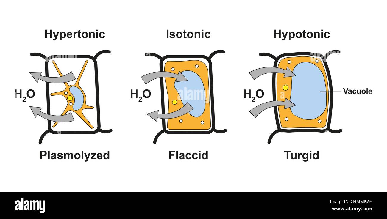 Cell osmosis Banque de photographies et d’images à haute résolution - Alamy