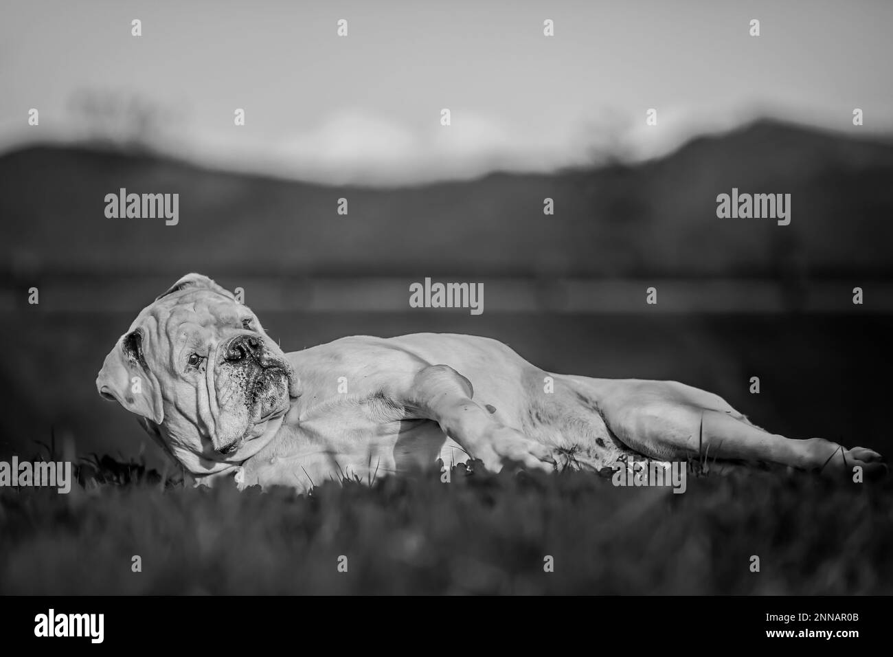 Chiens de courses de chiens Banque d'images noir et blanc - Alamy