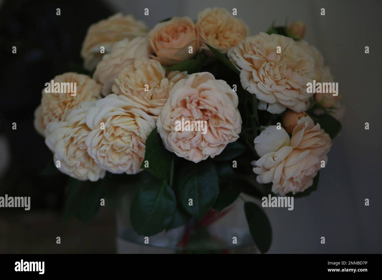 Reimagining Sorolla's work: Sorolla's Clotilde Rose', a new species of ...