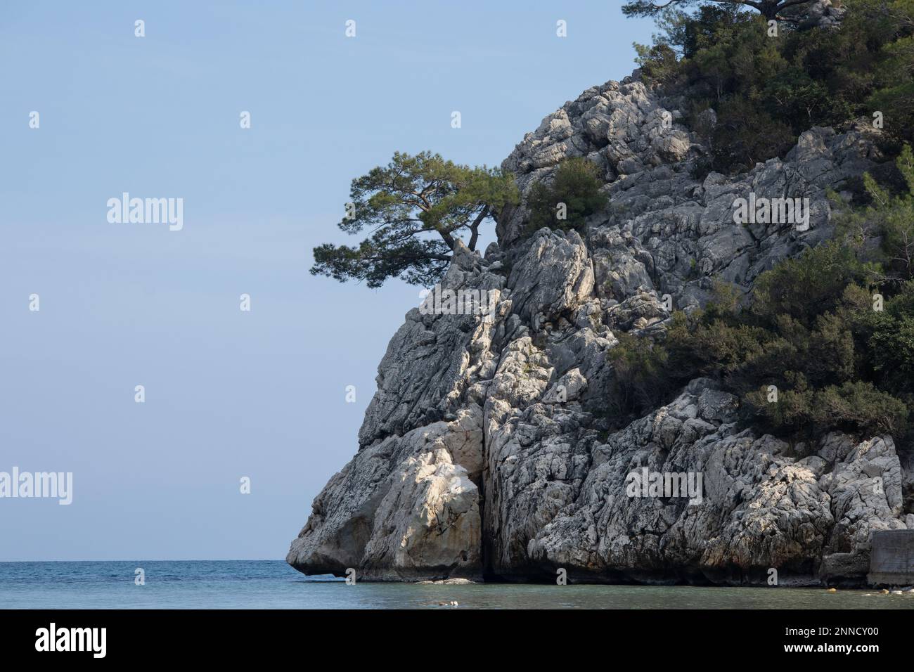 Arbre qui pousse sur un rocher Banque de photographies et d’images à ...