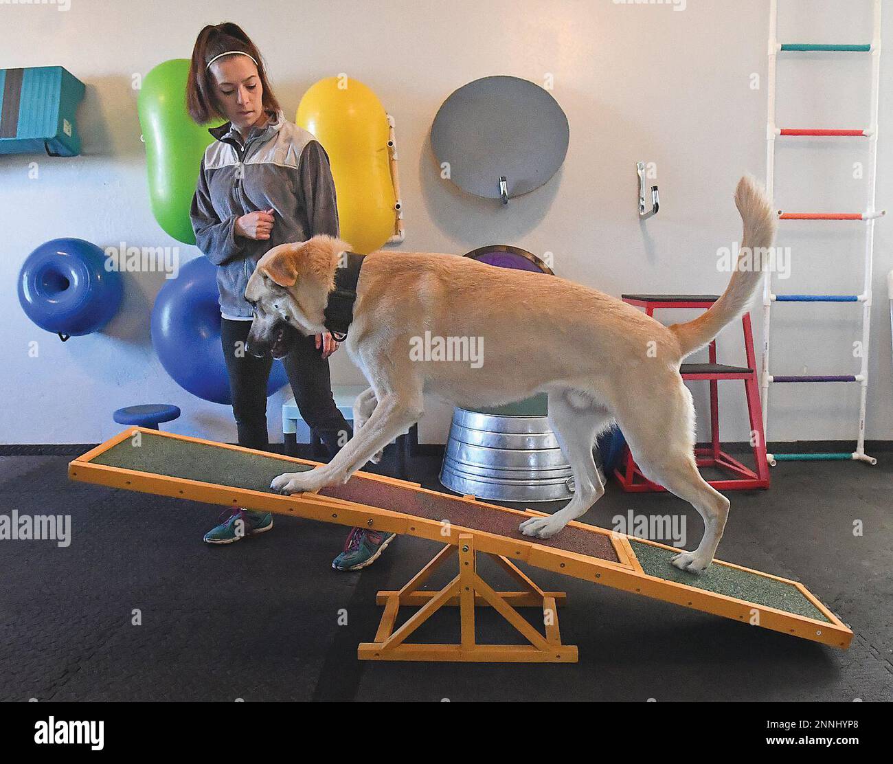 Under the watchful eye of his owner, Allison Swarts, Goose demonstrates ...