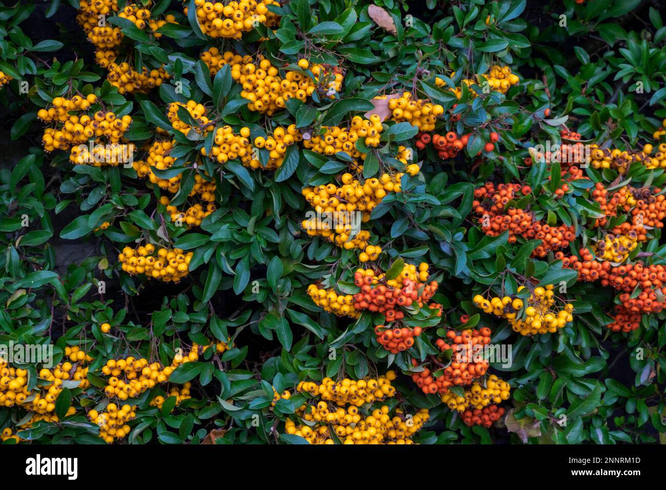 Plante de haie rouge pyracantha Banque de photographies et d’images à ...