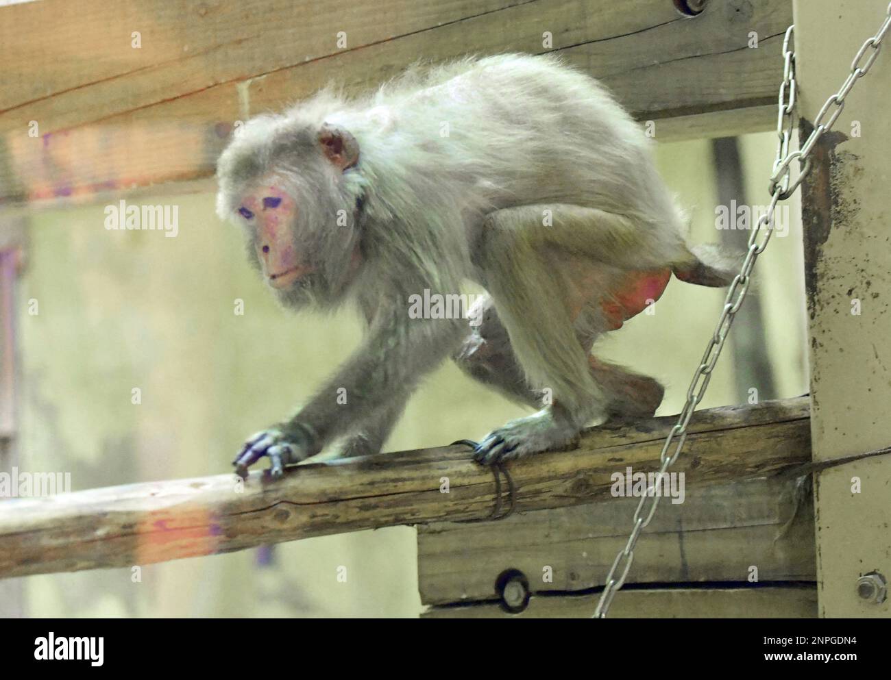 42-year-old Isoko, a female rhesus monkey, spends the rest of her life ...