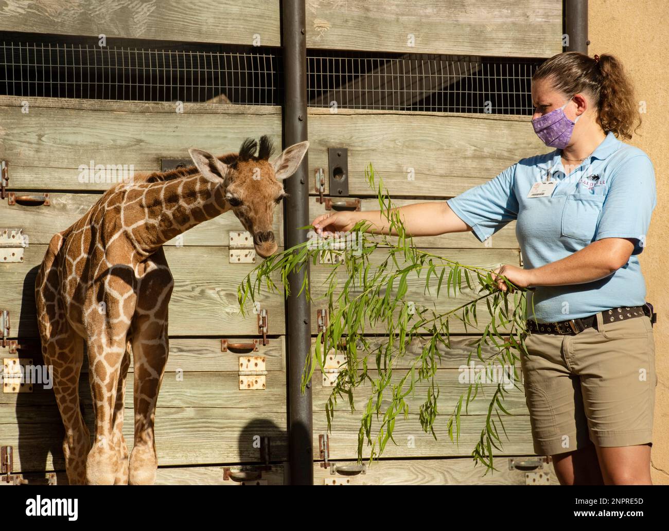 Zoo employee Jessica Marsh feeds a willow branch to a new baby giraffe ...