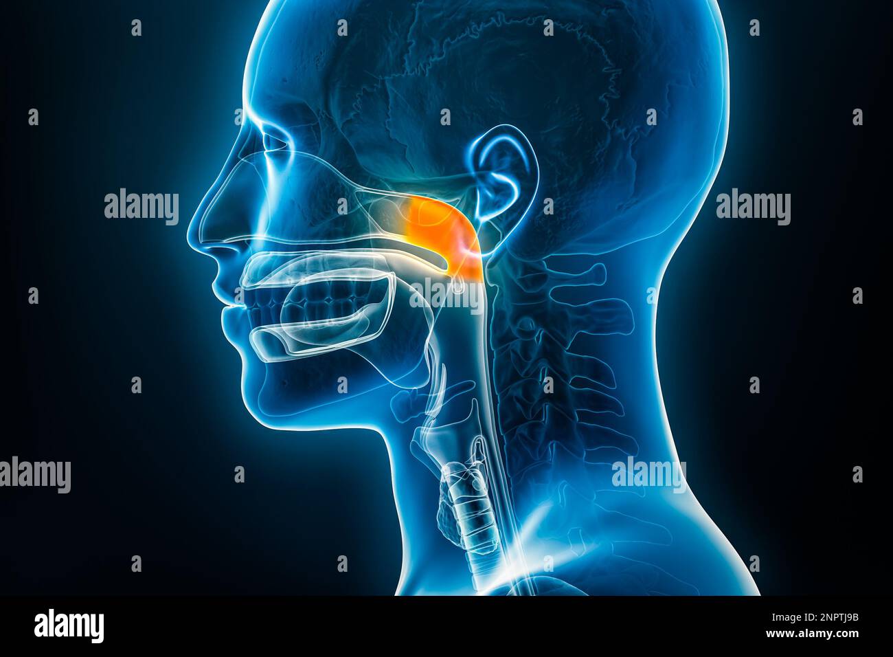 Vue latérale ou de profil par rayons X de l'illustration de rendu du ...