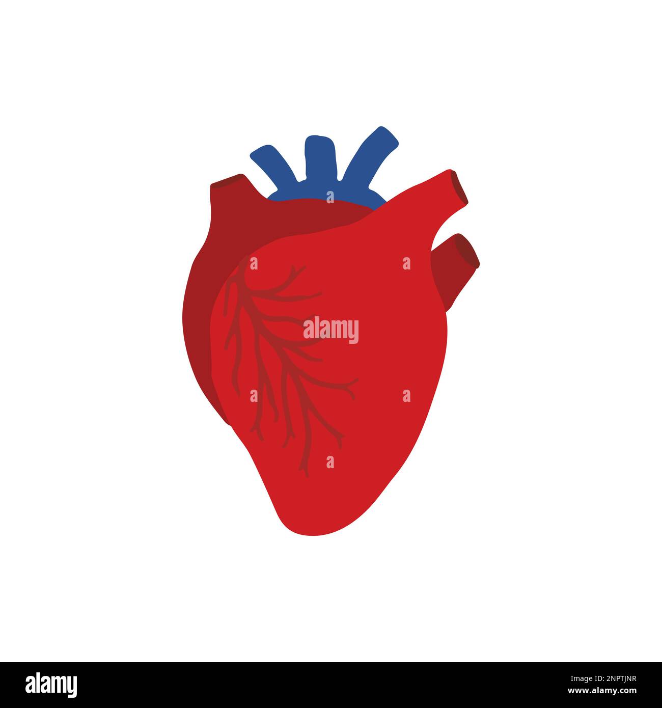 Organes internes humains, anatomie de dessin animé partie du corps ...