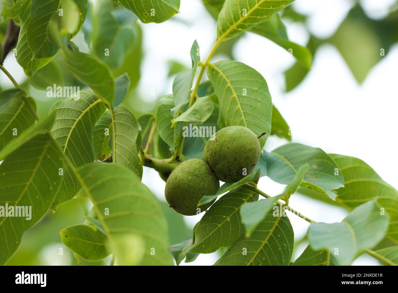 Noix qui poussent sur un arbre Banque de photographies et d’images à ...