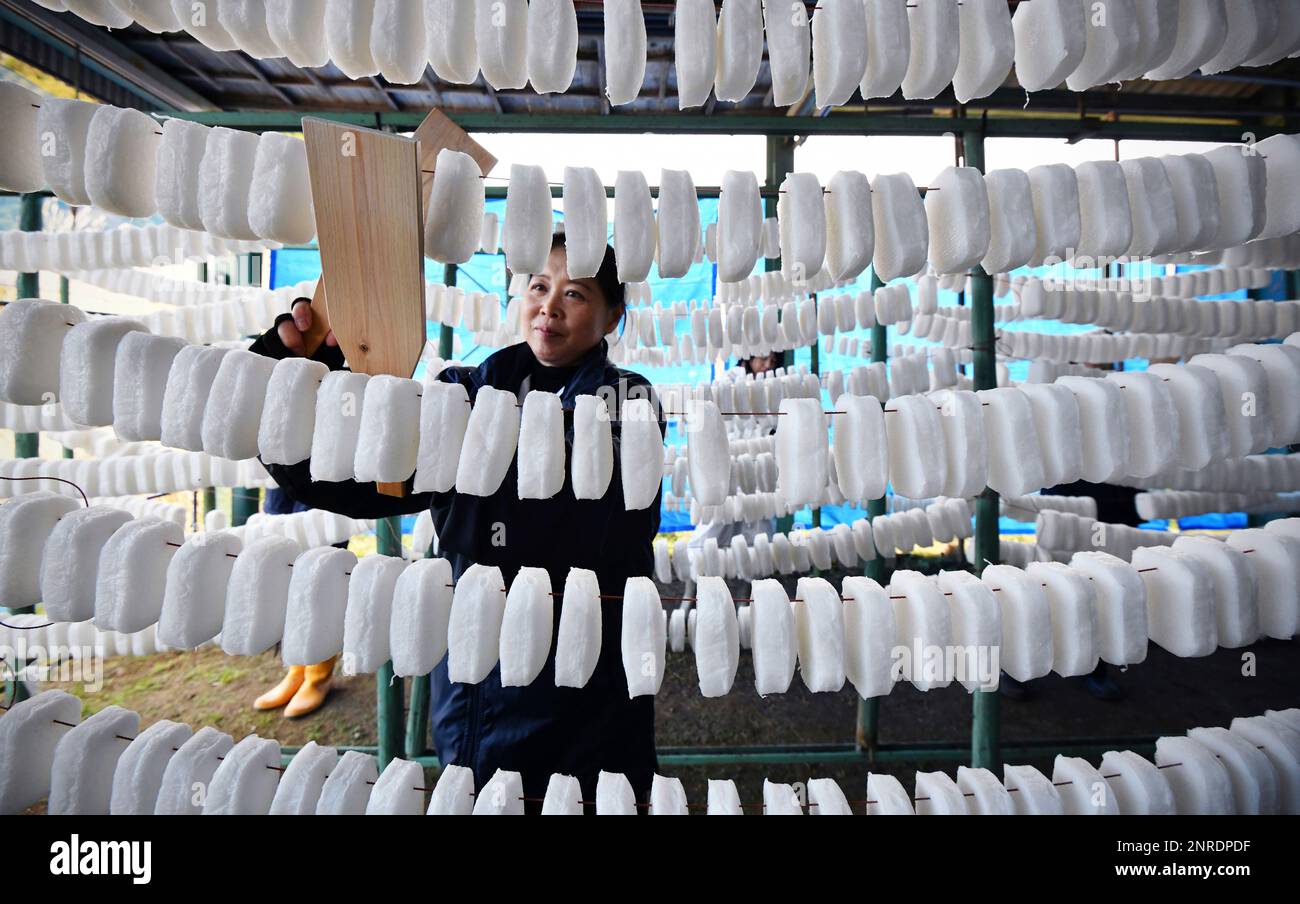 A photo shows frozen konjac hung to freeze in Taka Town, Hyogo ...