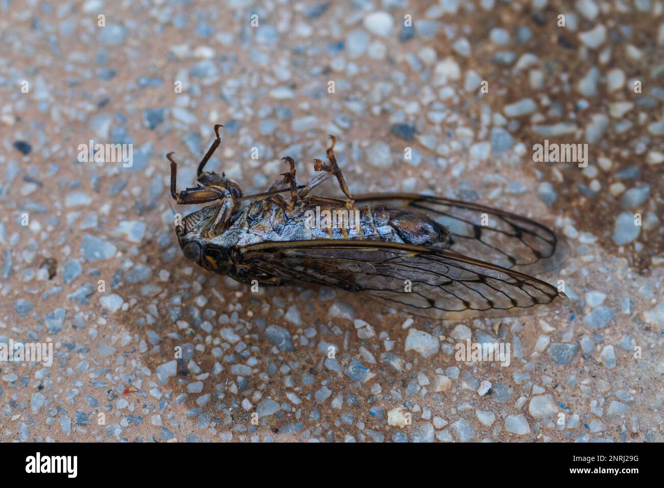 Cigale morte Banque de photographies et d’images à haute résolution - Alamy