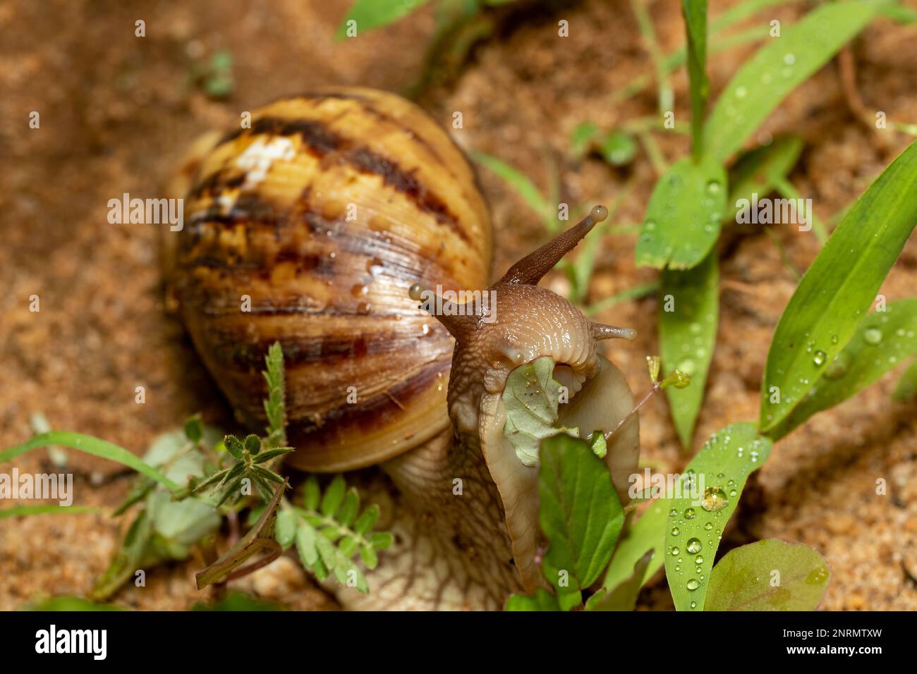 Escargot géant africain , Achatina fulica (Lissachatina fulica) espèce ...