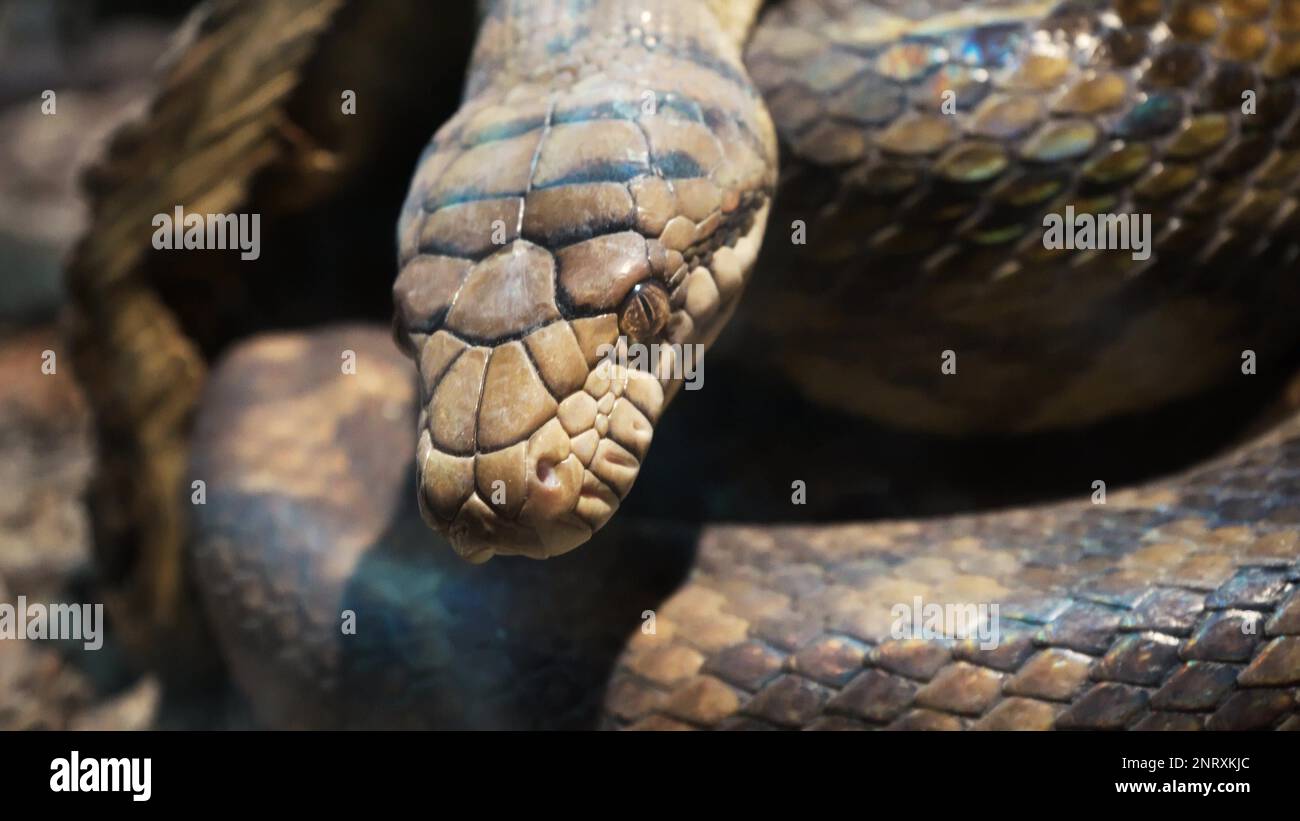 Un grand python réticulé et écailleux s'enroule dans un nœud et attend ...