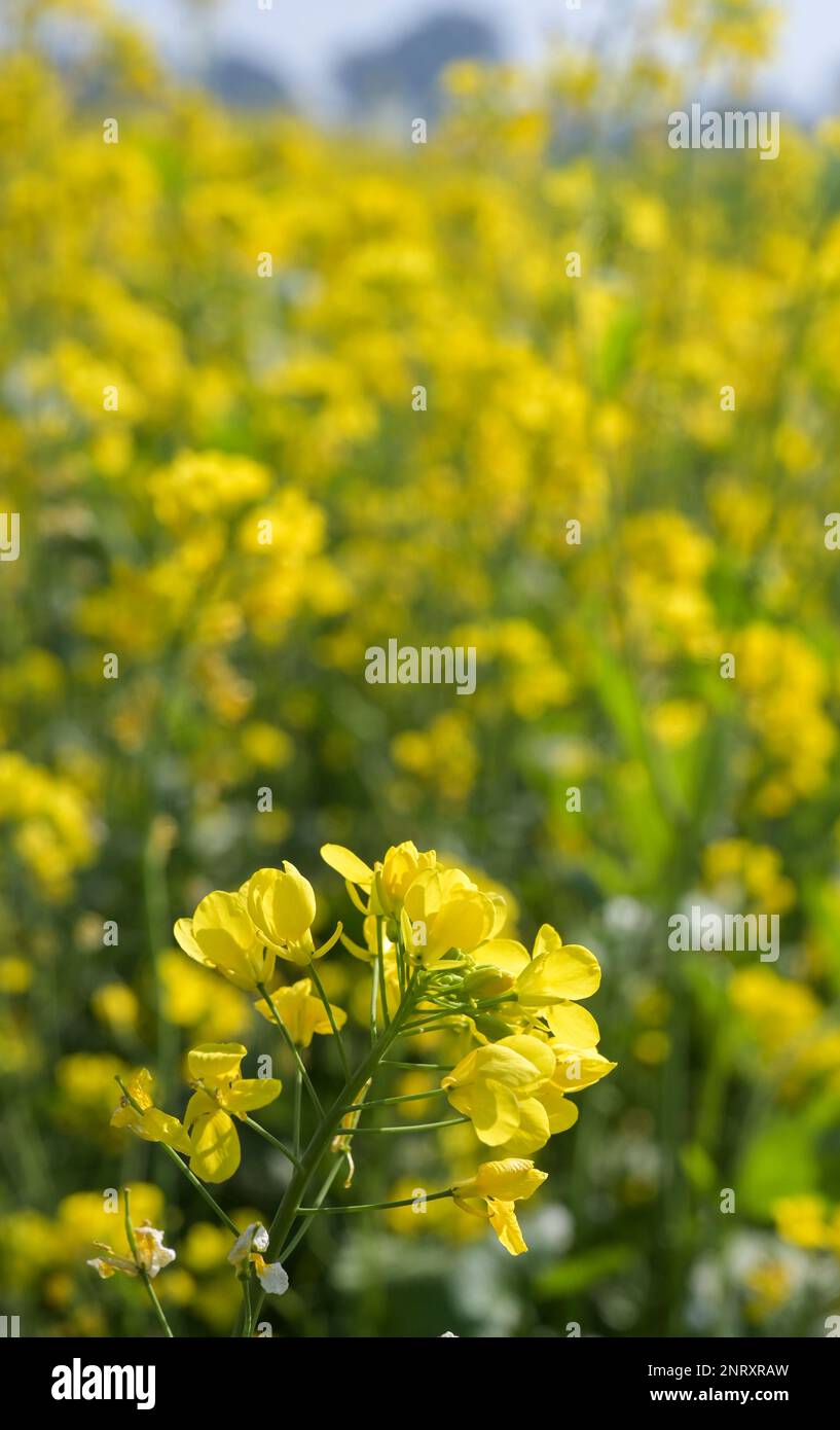 Champ de moutarde punjabi Banque de photographies et d’images à haute ...