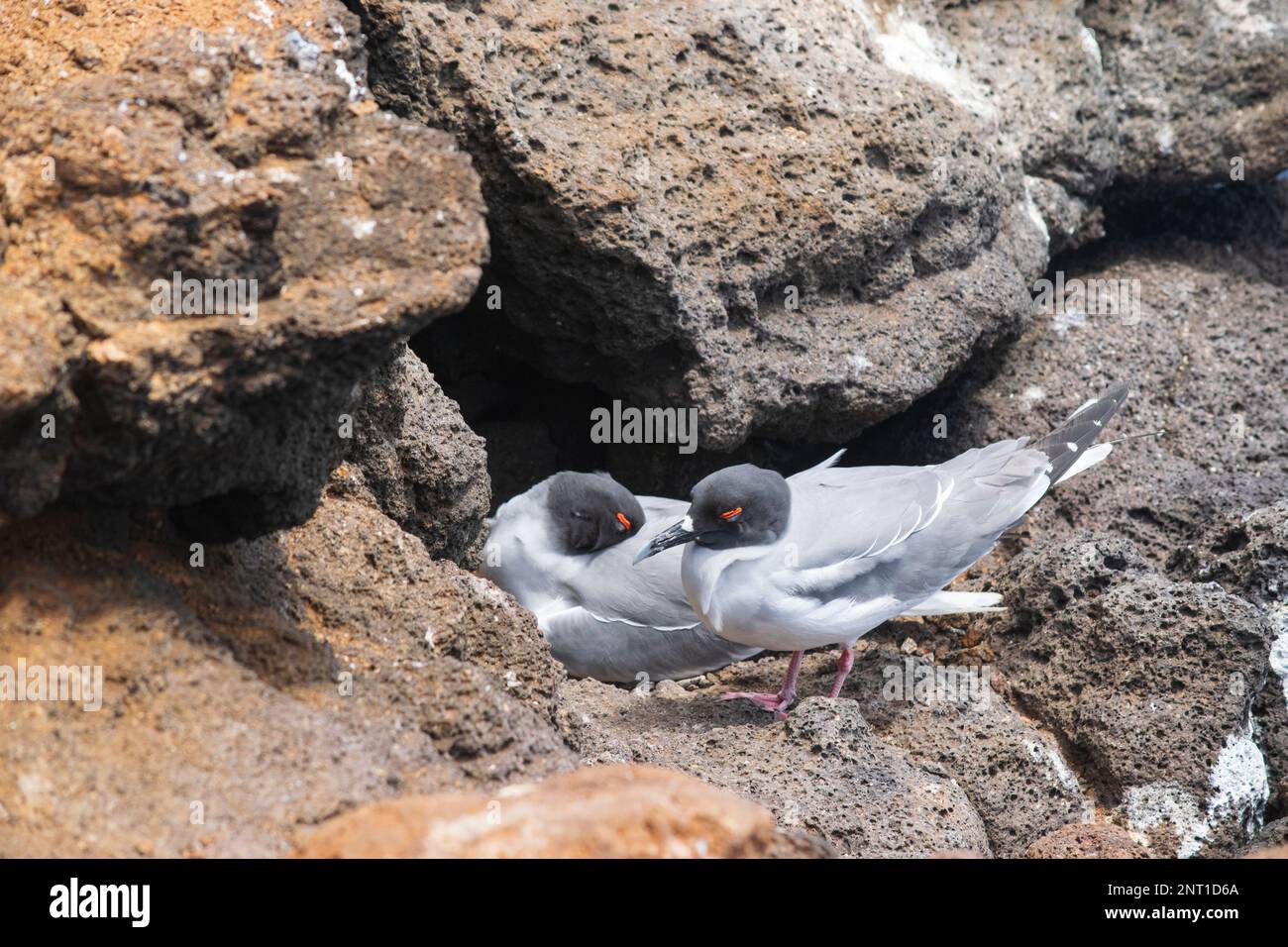 Equatorial birds Banque de photographies et d’images à haute résolution ...