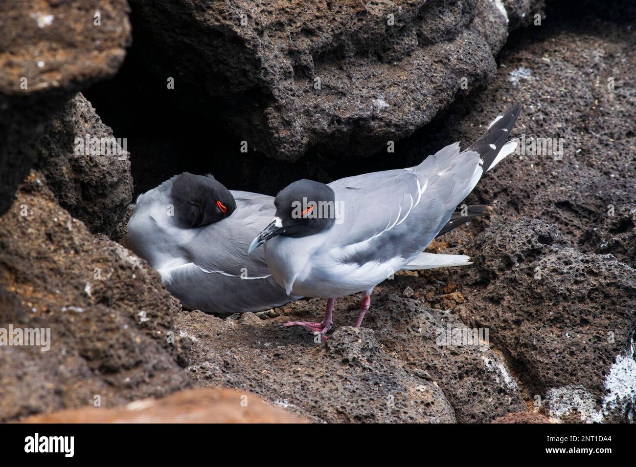 Equatorial birds Banque de photographies et d’images à haute résolution ...