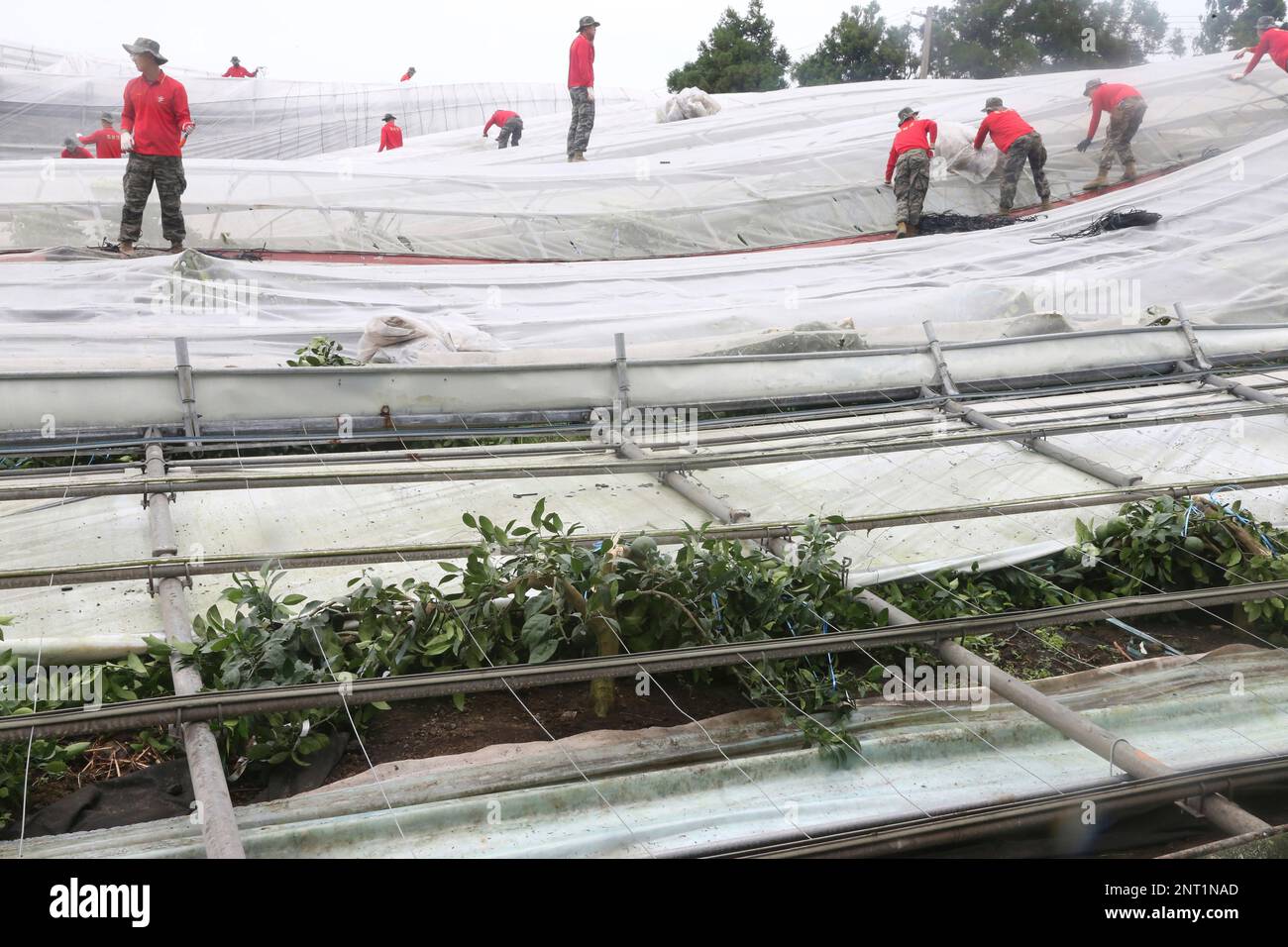South Korean marine soldiers work to recover farming greenhouses after ...