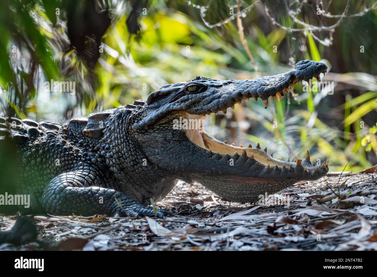 Un Crocodile siamois sauvage (Crocodylus siamensis) qui se basait avec ...