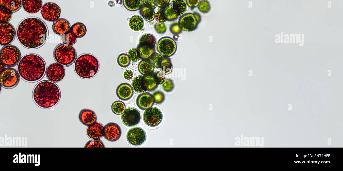 Algues vertes et kystes d'Haematococcus pluvialis sous une vue ...
