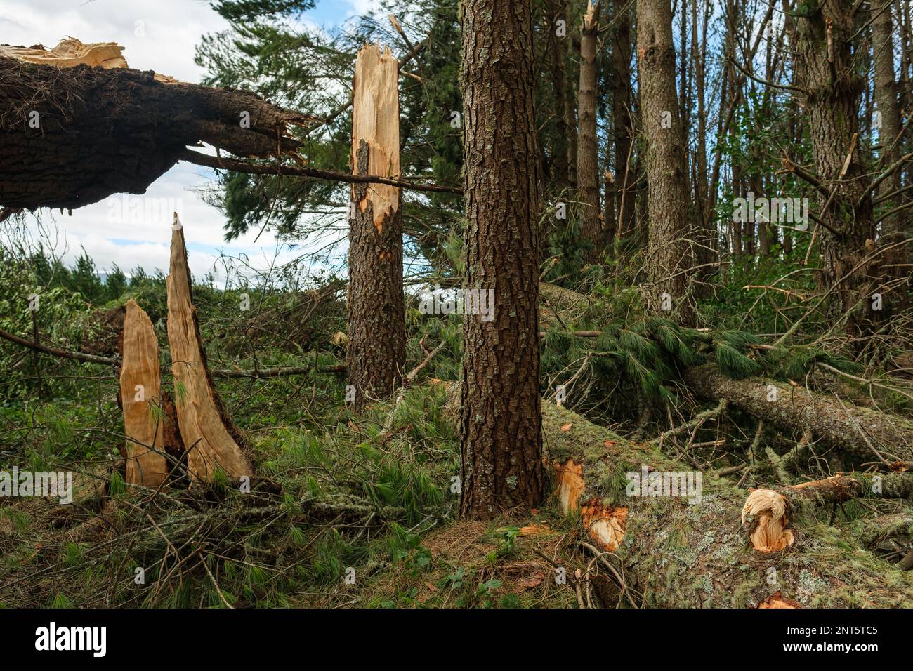 Forêt de plantations de pins dans le plateau central avec destruction ...