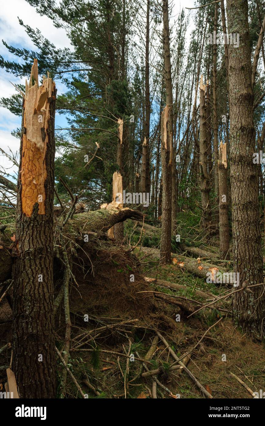 Forêt de plantations de pins dans le plateau central avec destruction ...
