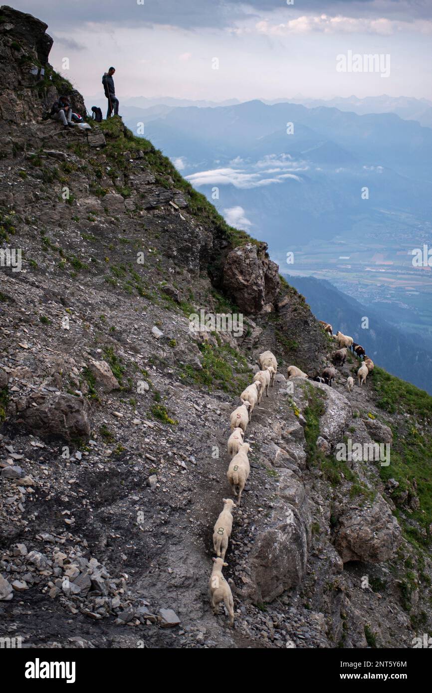 A flock of sheep crosses alpine terrain in Flaesch, Switzerland ...