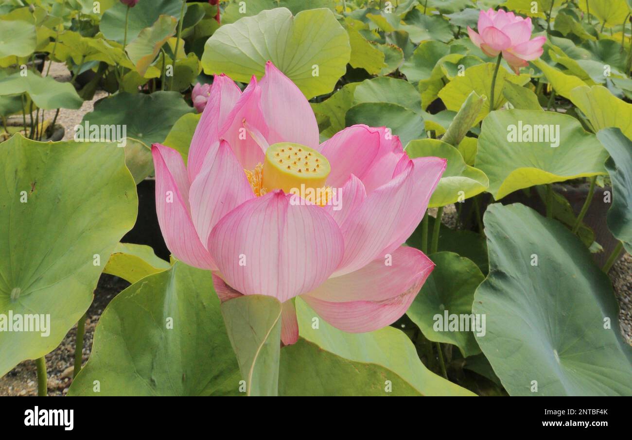 Lotus flowers are in full bloom at Kikouji Temple in Nara, Nara ...