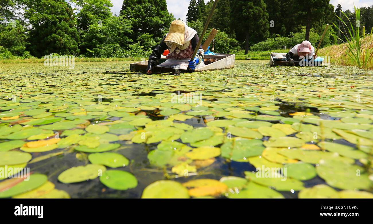 Farmers gather water shield (brasenia schreberi, junsai in Japanese) at ...