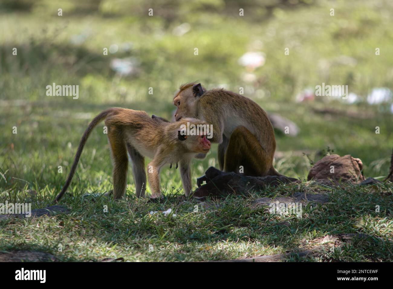 Techniques de conservation de la faune Banque de photographies et d ...