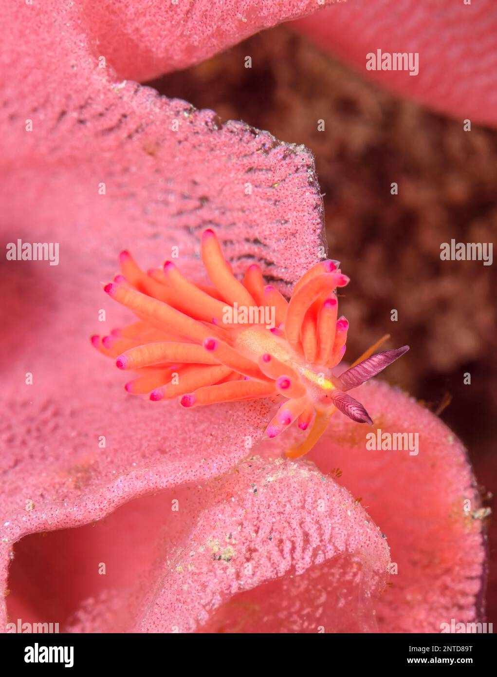 Nudibranche aeolid aux oeufs Banque de photographies et d’images à ...