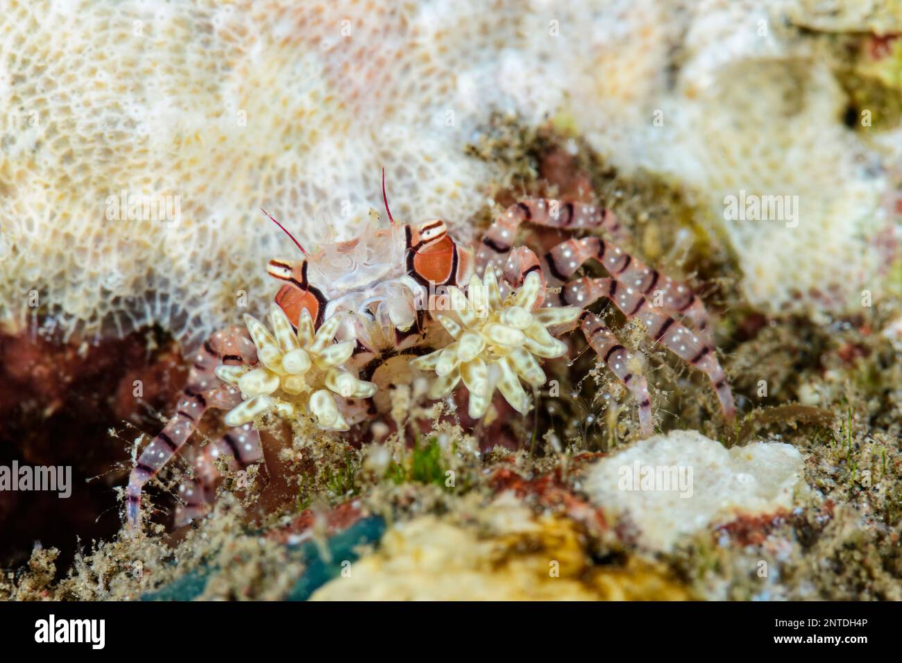 Boxer crab Banque de photographies et d’images à haute résolution - Alamy