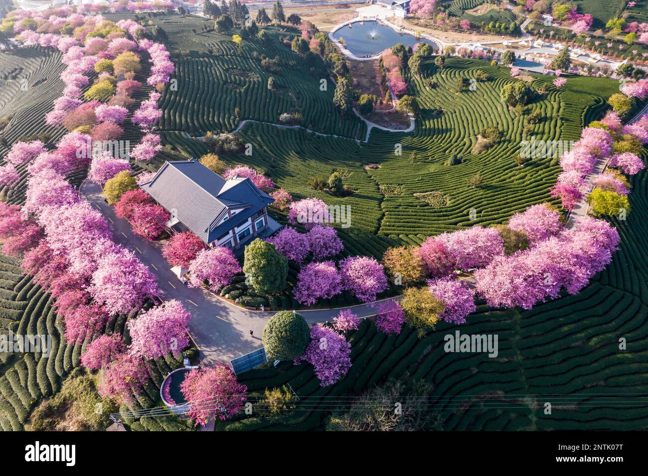 La photo aérienne montre des cerisiers en fleurs éclaboussant dans le ...