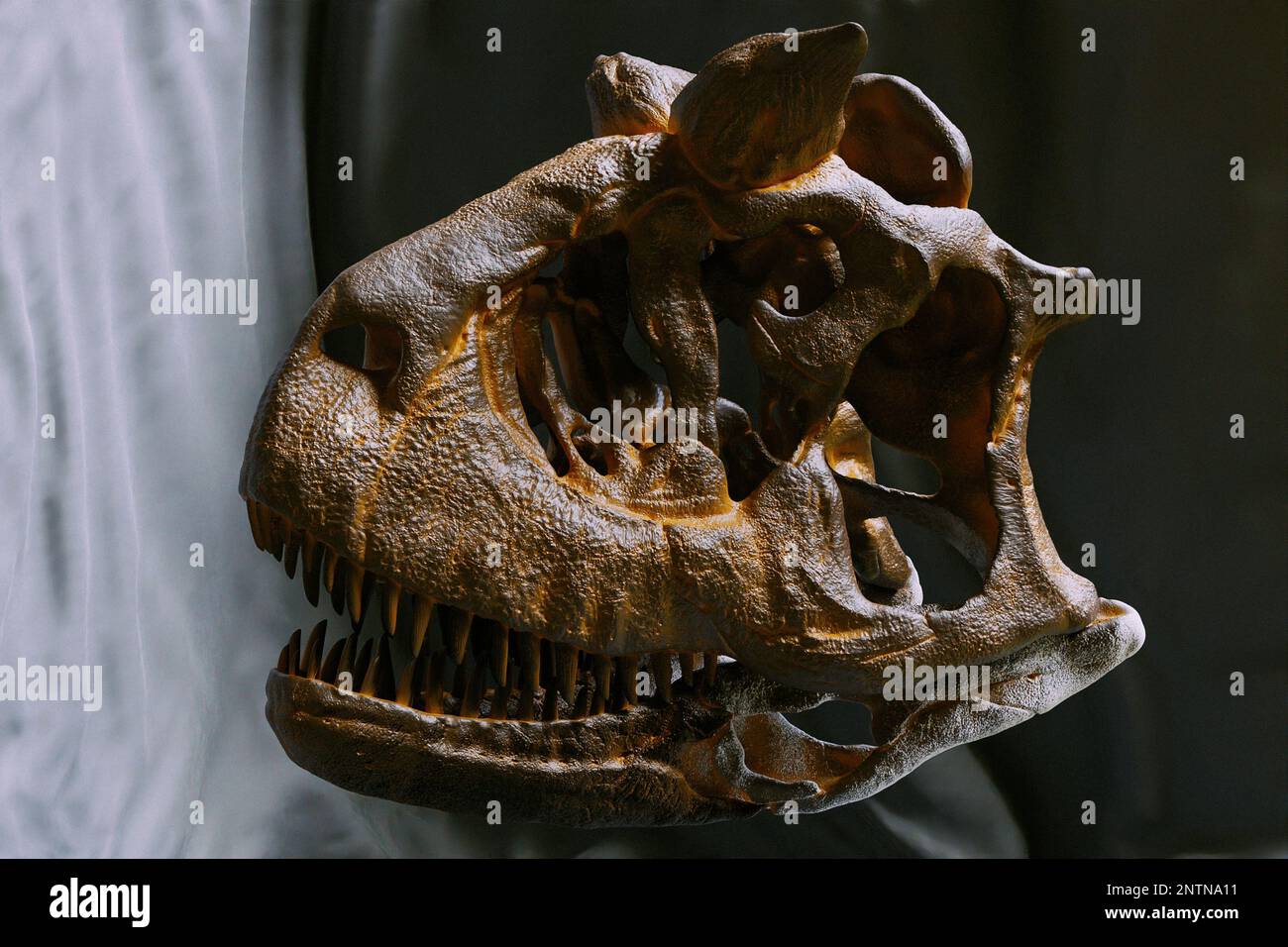 Carnotaurus salei reconstruction du crâne paléoart, un prédateur ...