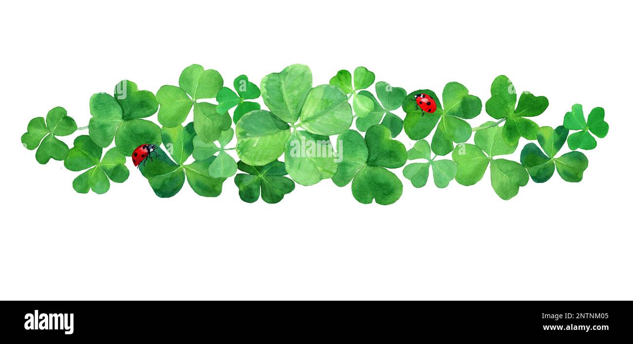 Aquarelle dessinée herbe de trèfle bordure avec coccinelles. Cadre ...