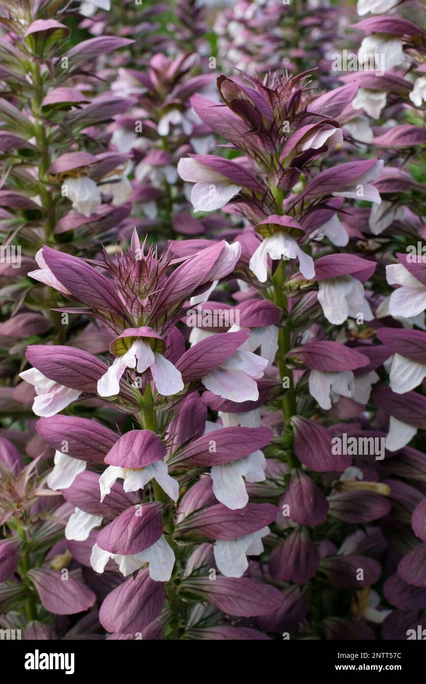 Acanthe mollis Banque de photographies et d’images à haute résolution ...