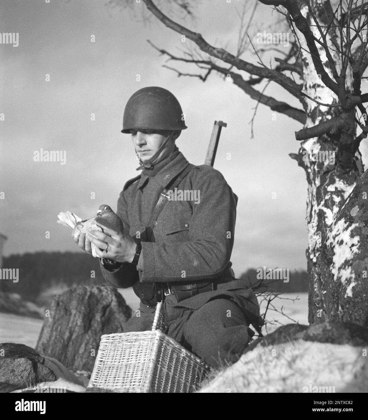 L'armée suédoise en WW2. On voit un soldat tenir un pigeon entre ses ...