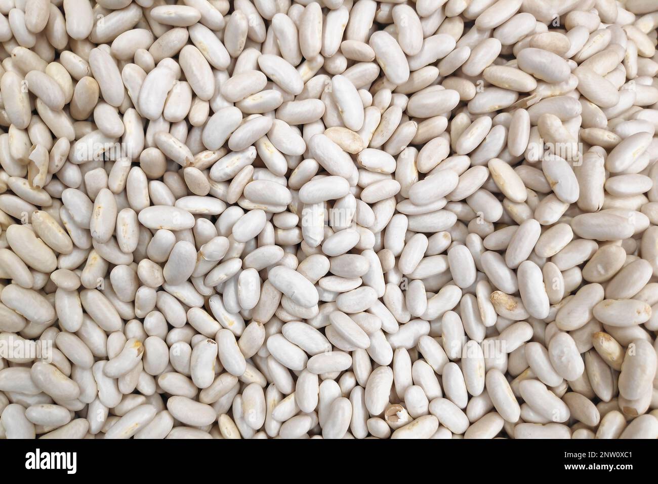 Le haricot bleu marine, le haricot, le haricot nacré, le haricot de ...