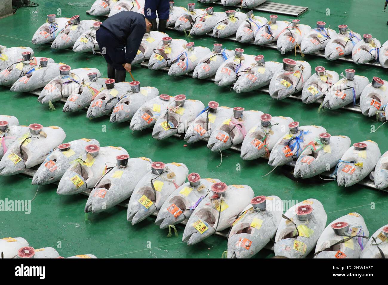 Wholesalers check tuna fish during the auction at Toyosu Market in Koto ...
