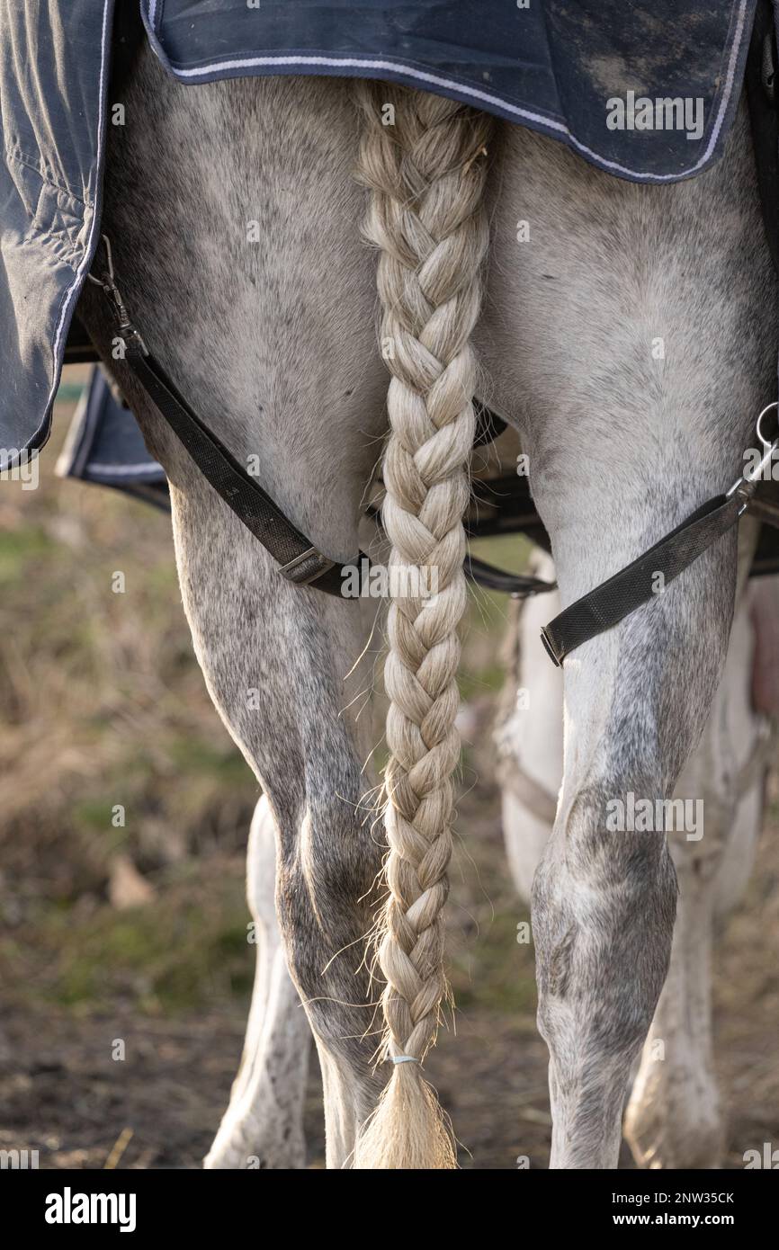 Une queue tressée d'un cheval blanc Banque de photographies et d’images ...