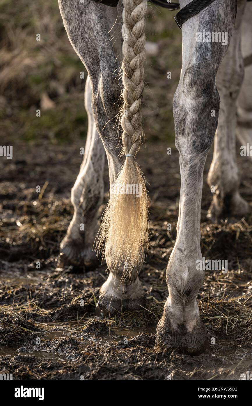 Une queue tressée d'un cheval blanc Banque de photographies et d’images ...