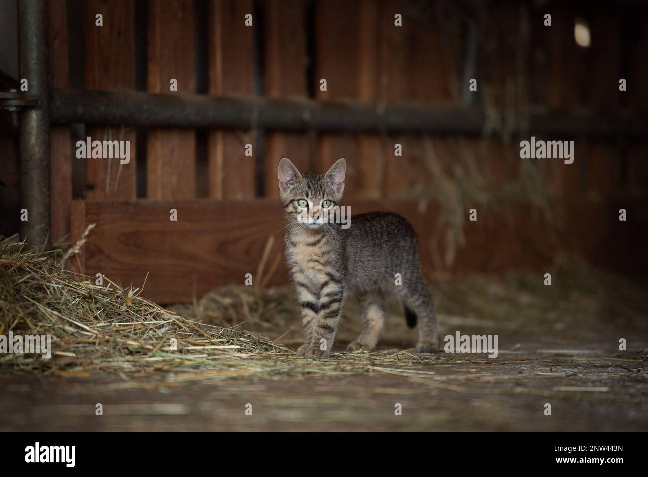 Stable litter Banque de photographies et d’images à haute résolution ...
