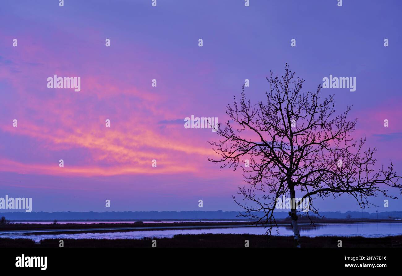 Un arbre solitaire Banque de photographies et d’images à haute ...
