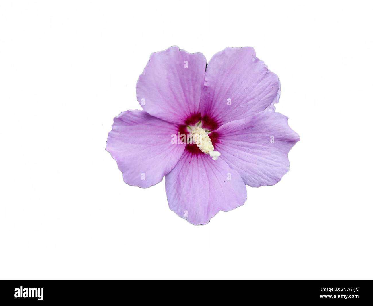 Hibiscus de rose de sharon Banque d'images détourées - Alamy