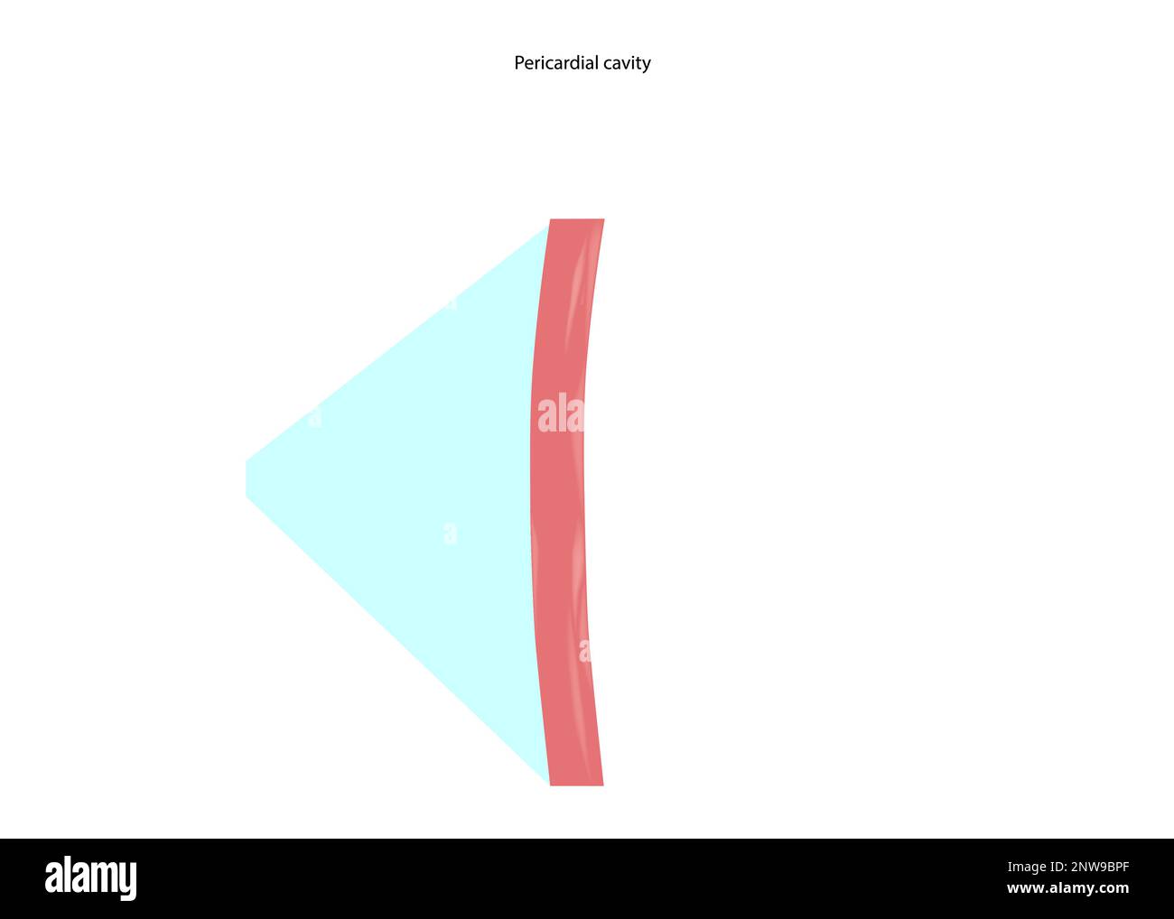 Les couches de l'anatomie du mur cardiaque. Myocarde, Epicardium ...