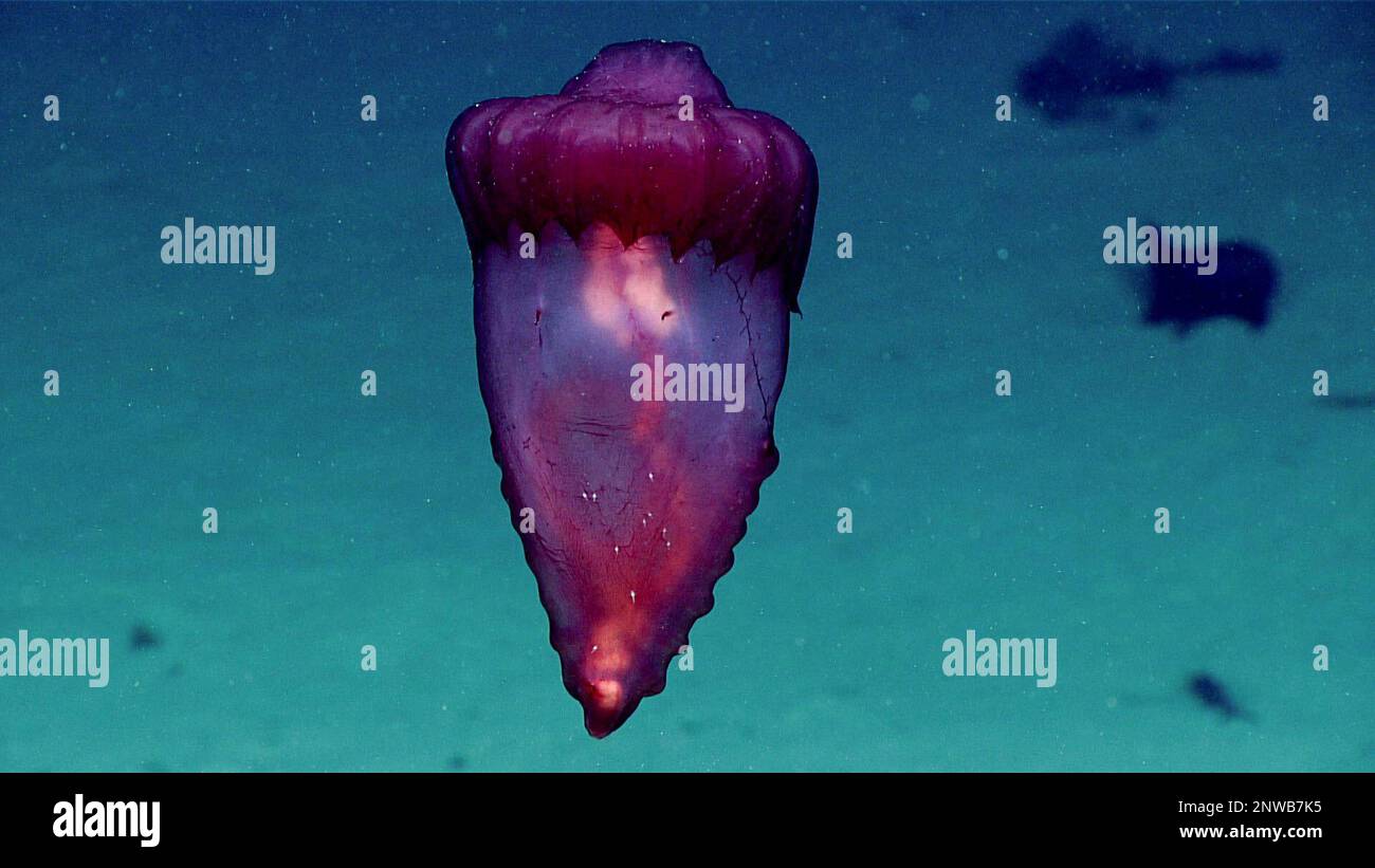 This Nov. 2018 handout photo provided by the U.S. National Oceanic and ...