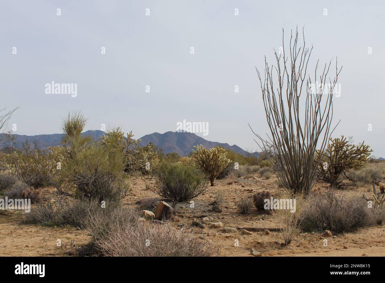 Trees and shrubs in desert Banque de photographies et d’images à haute ...